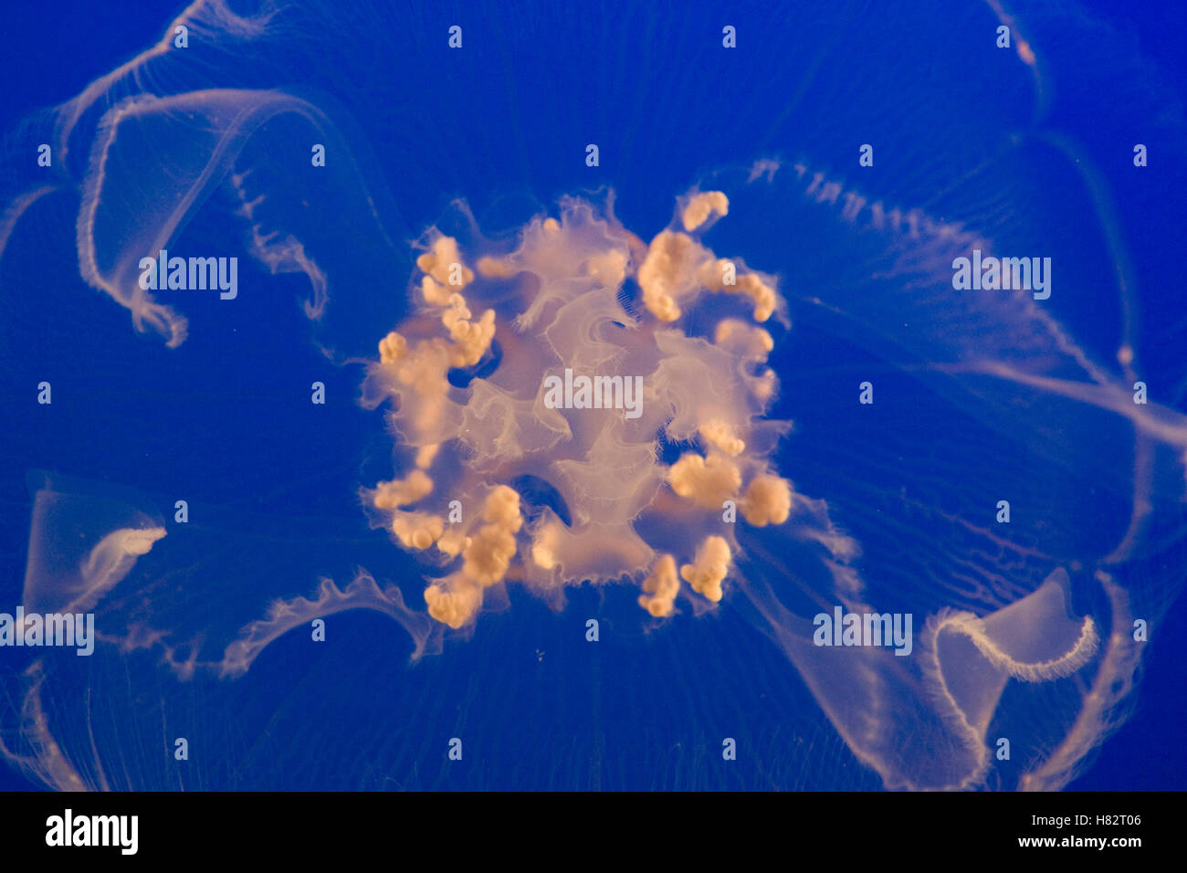 Jellyfish, Vancouver, Canada Stock Photo - Alamy