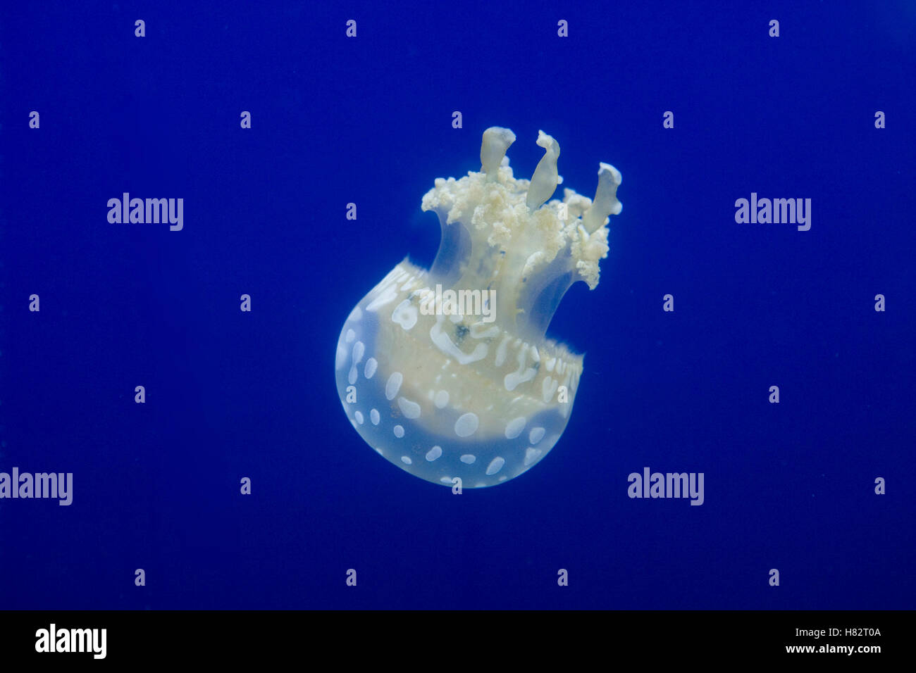 Jellyfish, Vancouver, Canada Stock Photo - Alamy