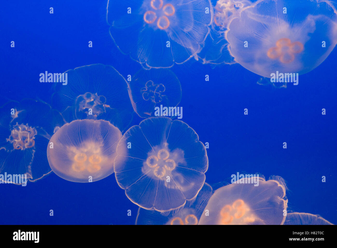 Jellyfish, Vancouver, Canada Stock Photo - Alamy