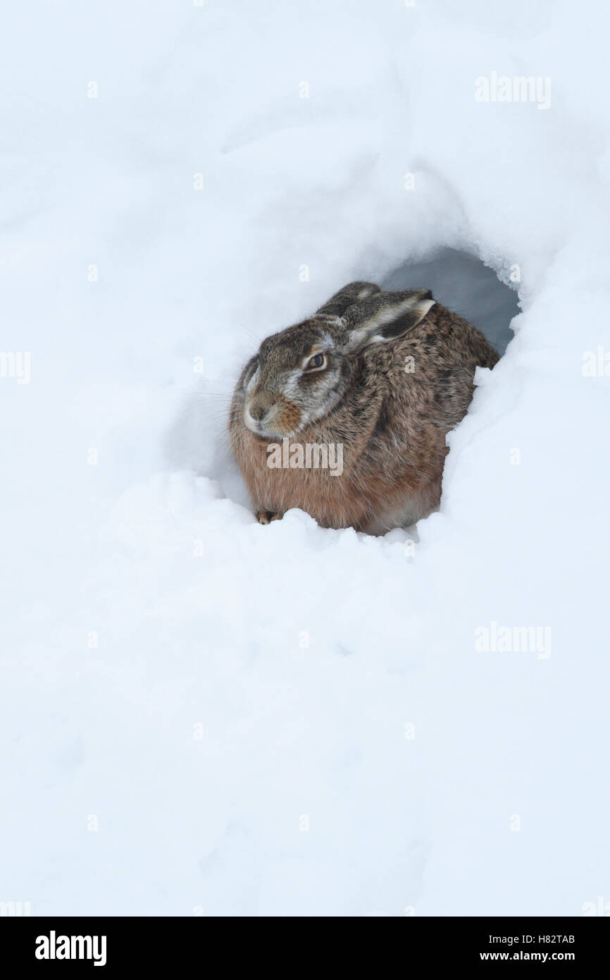 European Hare (Lepus europaeus) in snow at entrance of burrow ...