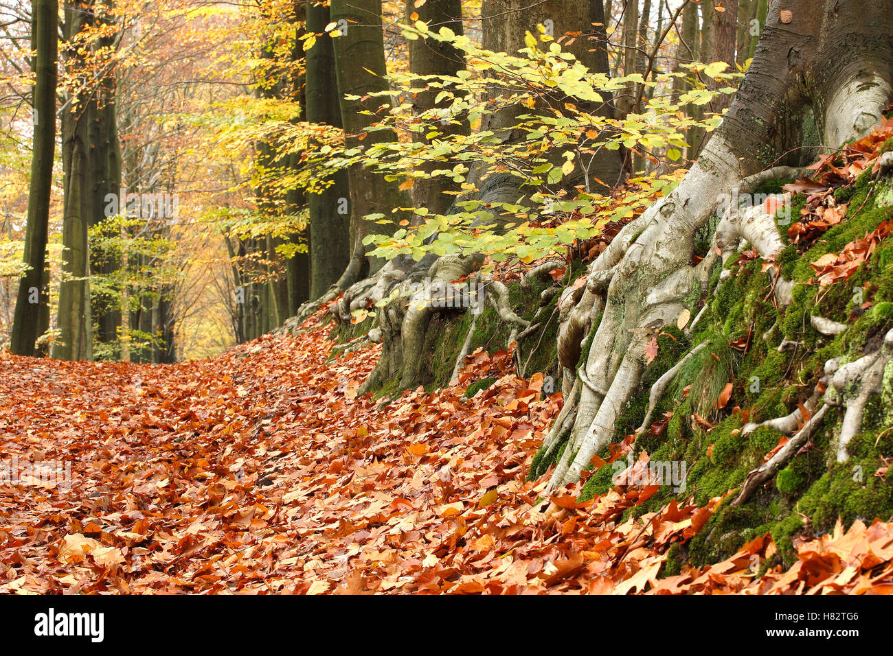 Leaf litter on forest floor, Heverlee, Belgium Stock Photo - Alamy