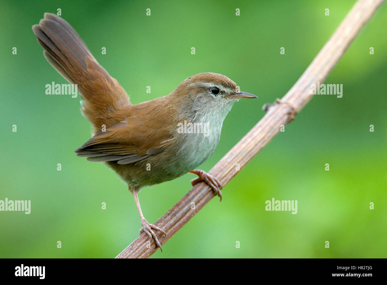 Cetti's Warbler (Cettia cetti), Pisa, Italy Stock Photo - Alamy