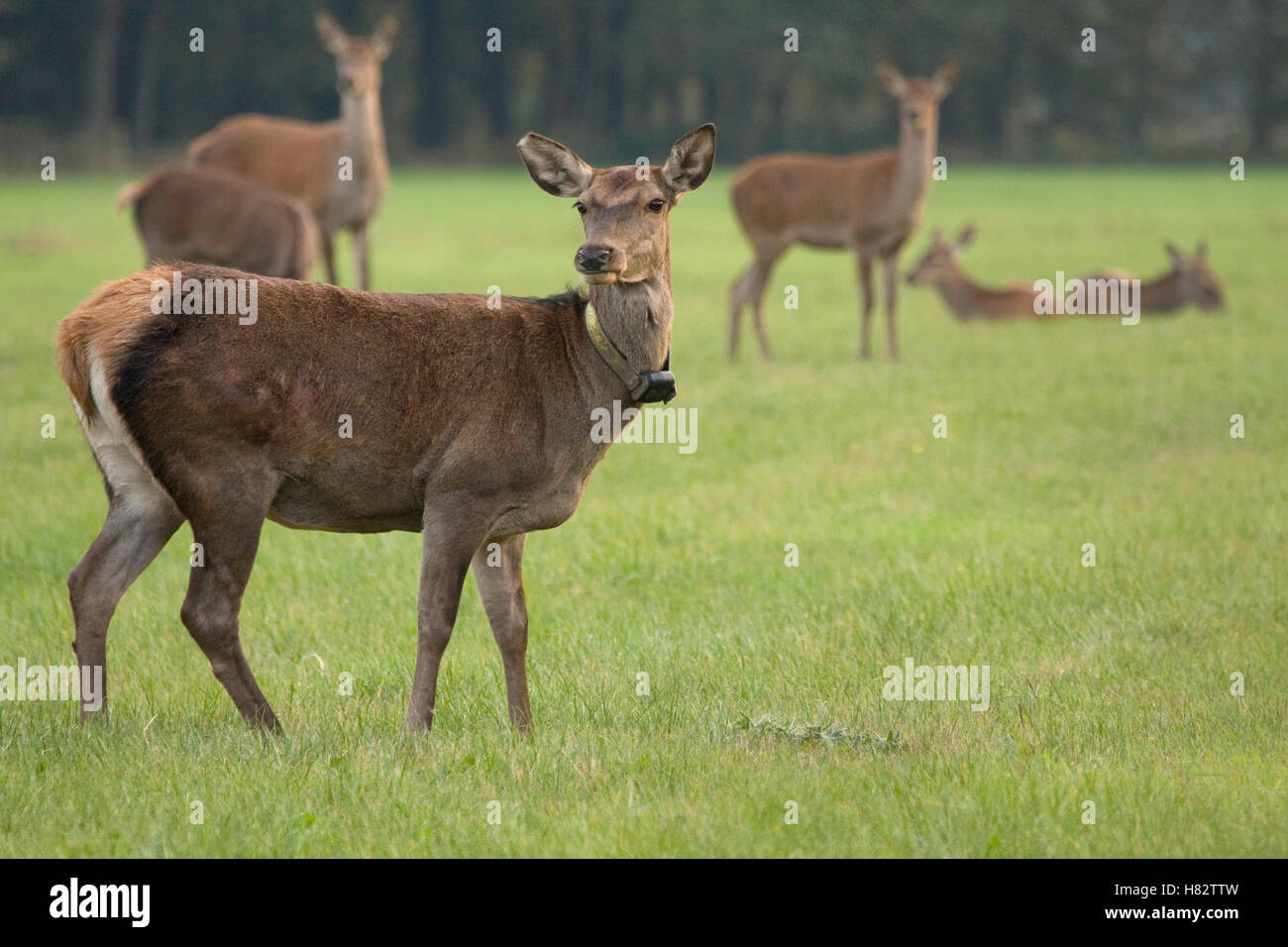 Red Deer (Cervus elaphus) female wearing radio collar, Weert ...