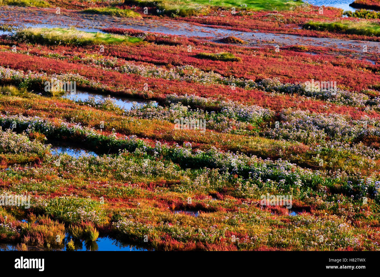 Glasswort (Salicornia sp) and Sea Aster (Aster tripolium) flowering in ...