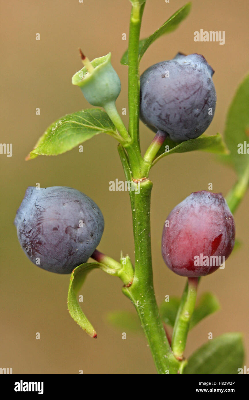 Bilberry (Vaccinium myrtillus) berries, Nijverdal, Netherlands Stock ...