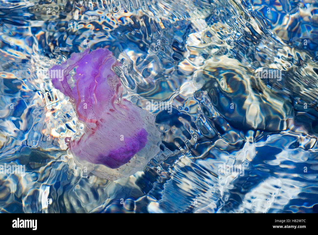 Mauve Stinger (Pelagia noctiluca) jelly in shallow water on coast ...