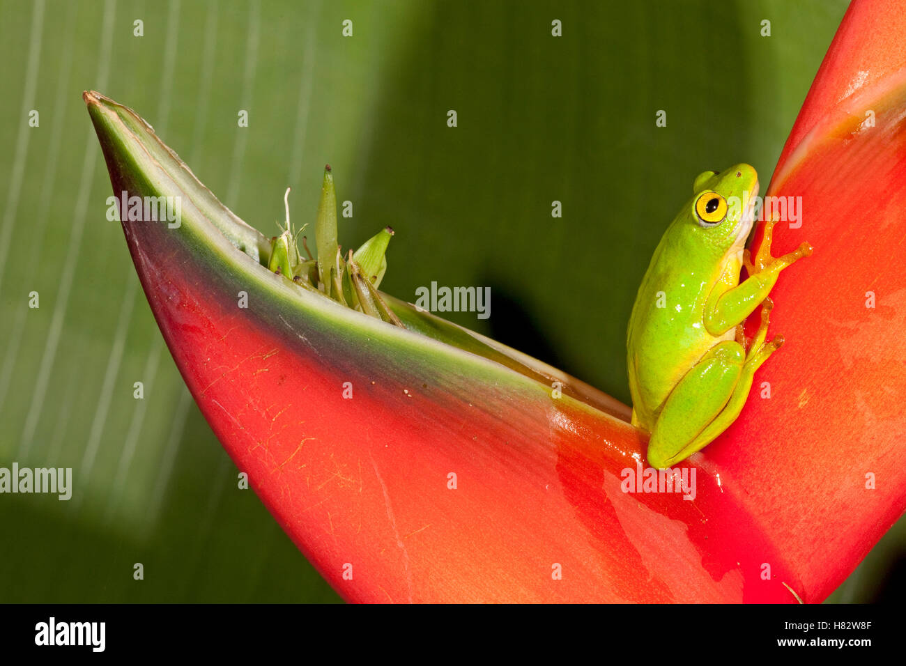 Tinker Reed Frog (Hyperolius tuberilinguis) on Heliconia, iSimangaliso ...