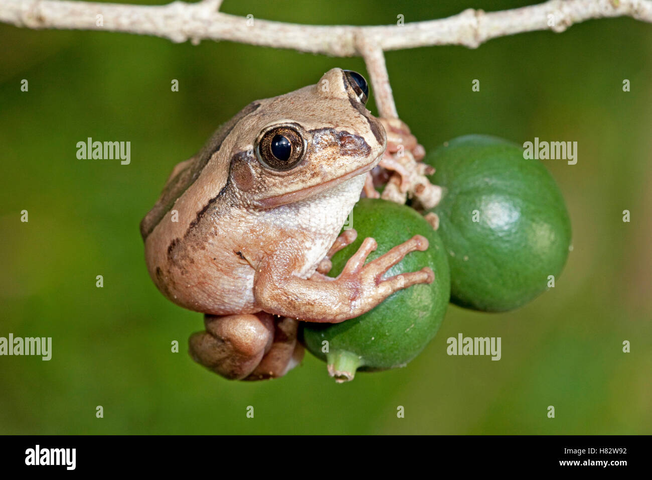 Mozambique Tree Frog (Leptopelis mossambicus), iSimangaliso Wetland ...