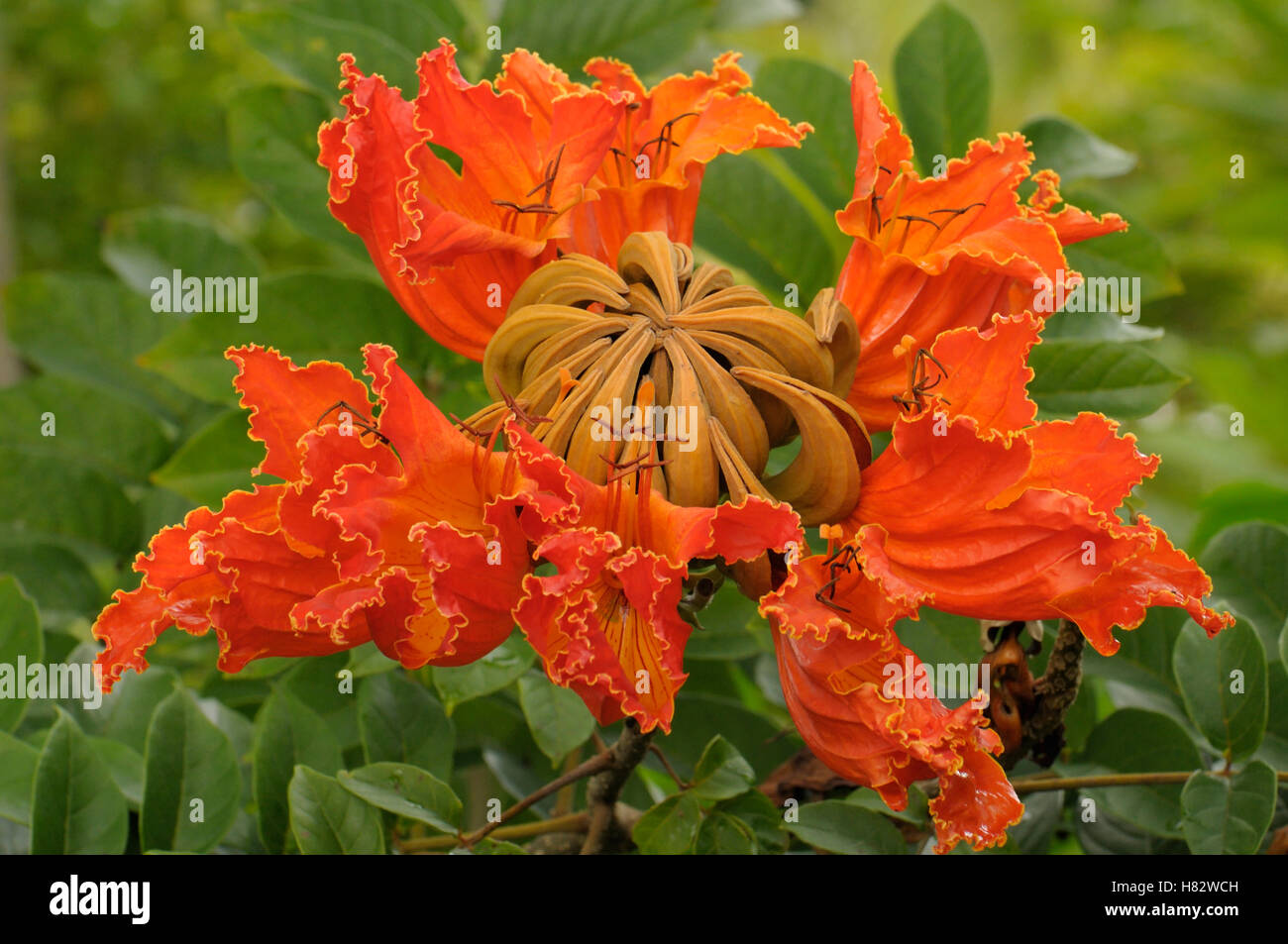 African Tulip Tree (Spathodea campanulata) flowers, Ubud, Indonesia ...