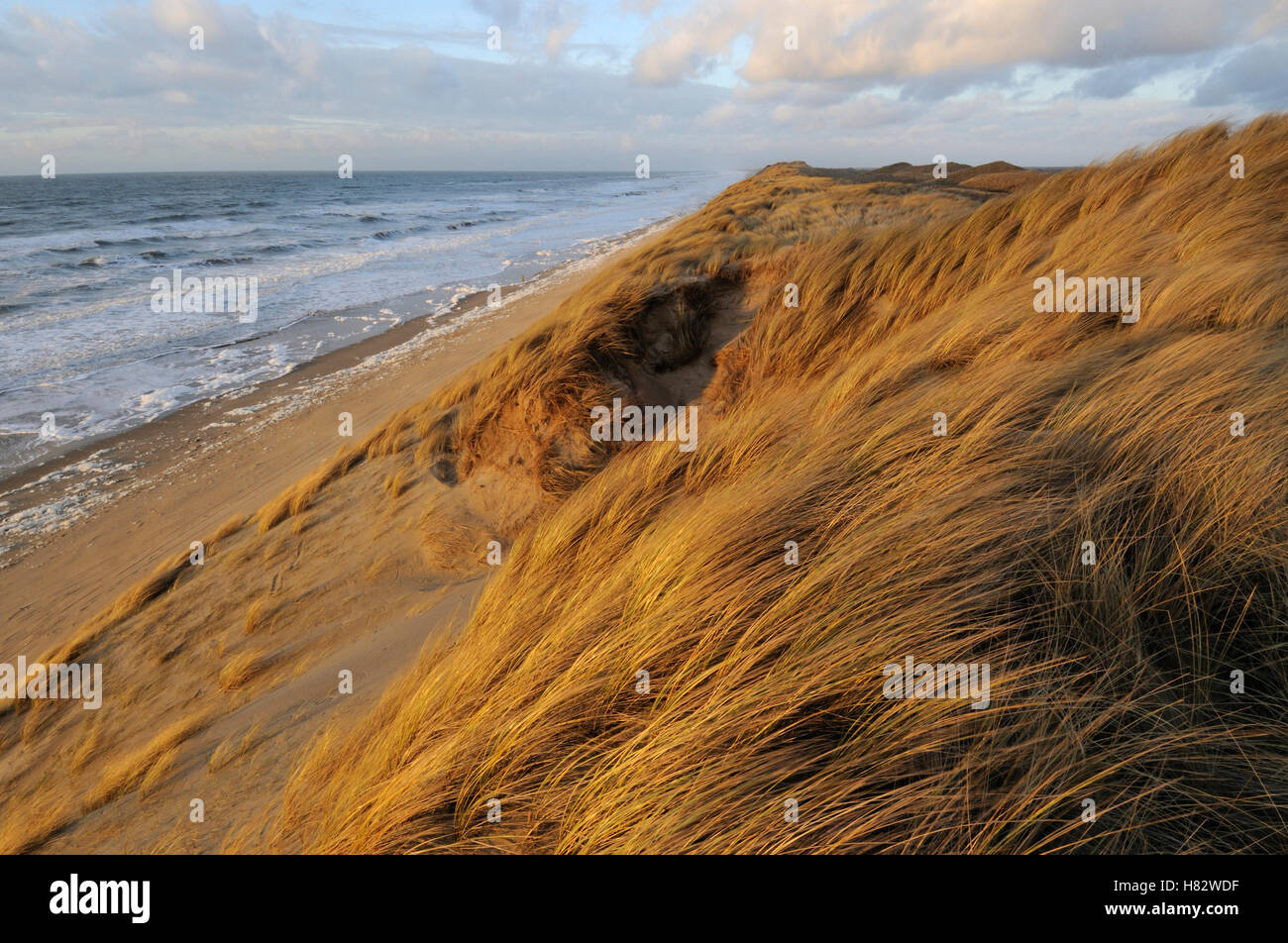 European Beachgrass (Ammophila arenaria) on shoreline, Wijk aan Zee ...