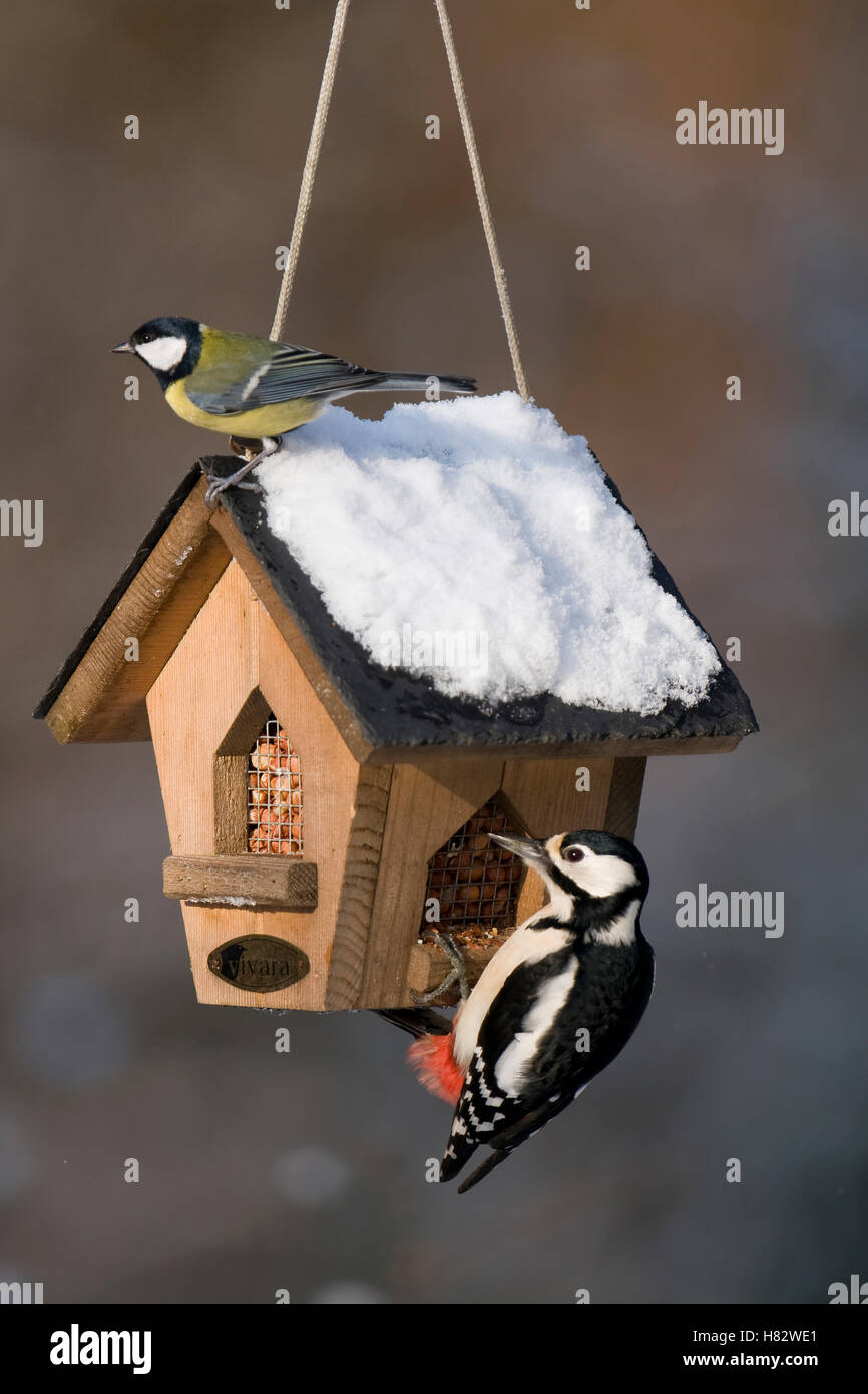 Great Tit (Parus major) and female Great Spotted Woodpecker ...