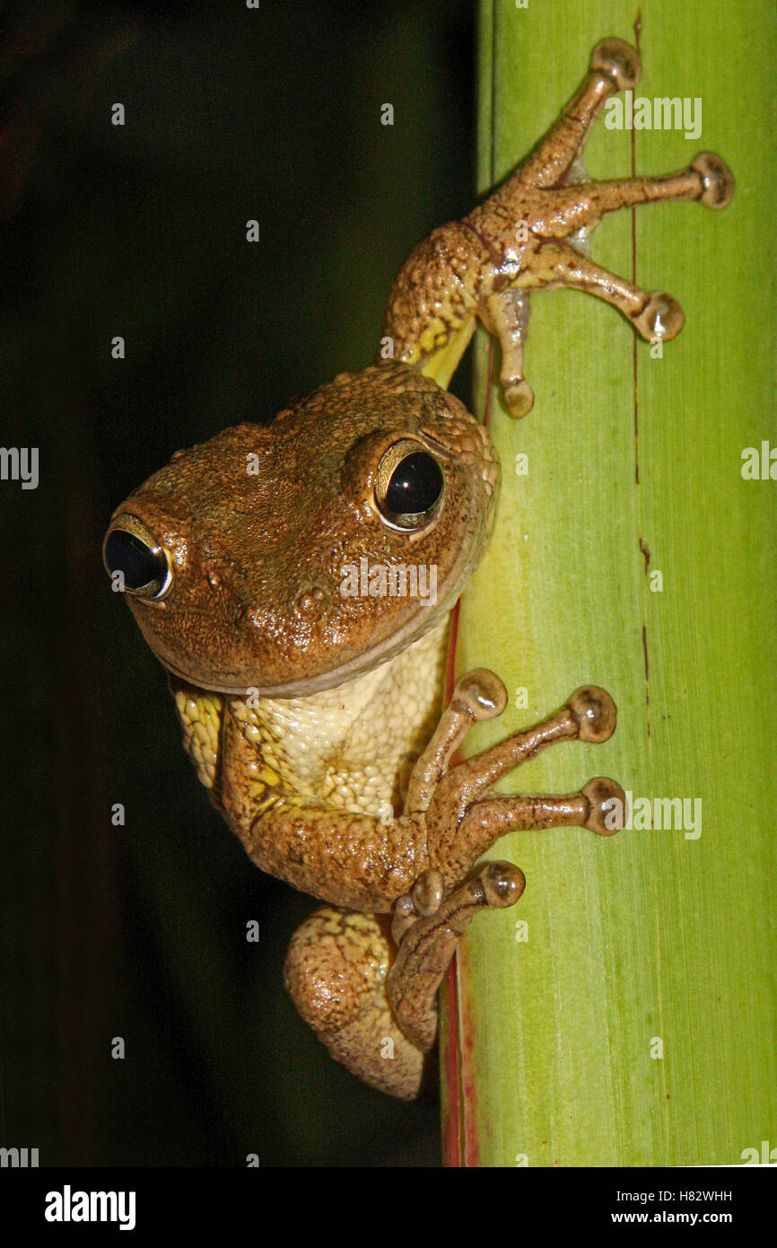 Cuban treefrog hi-res stock photography and images - Alamy