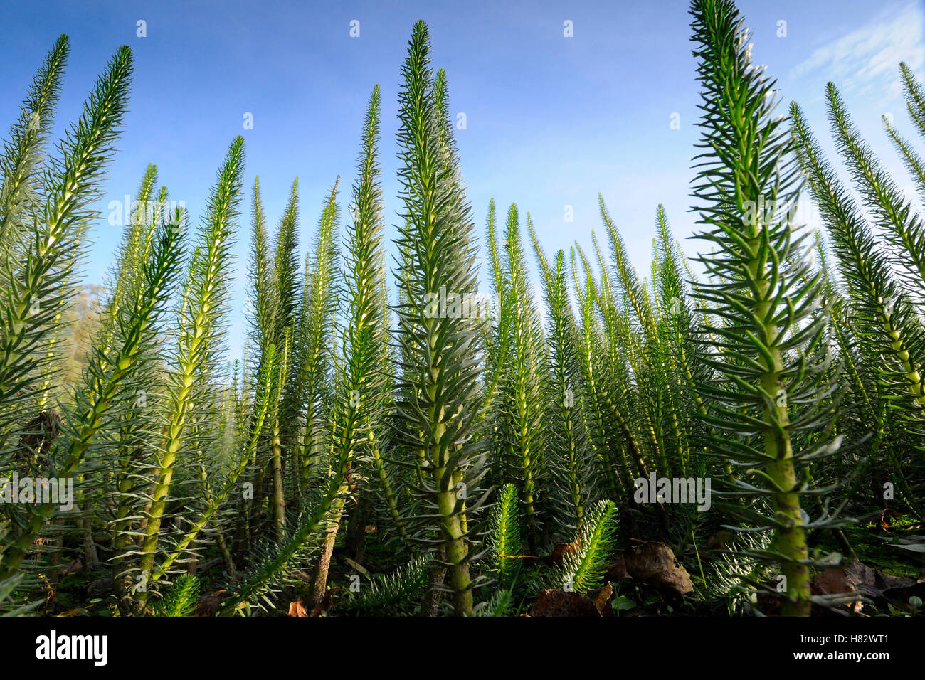 Common Mare's-tail (Hippuris vulgaris) in a dry marsh, Kekerdom ...