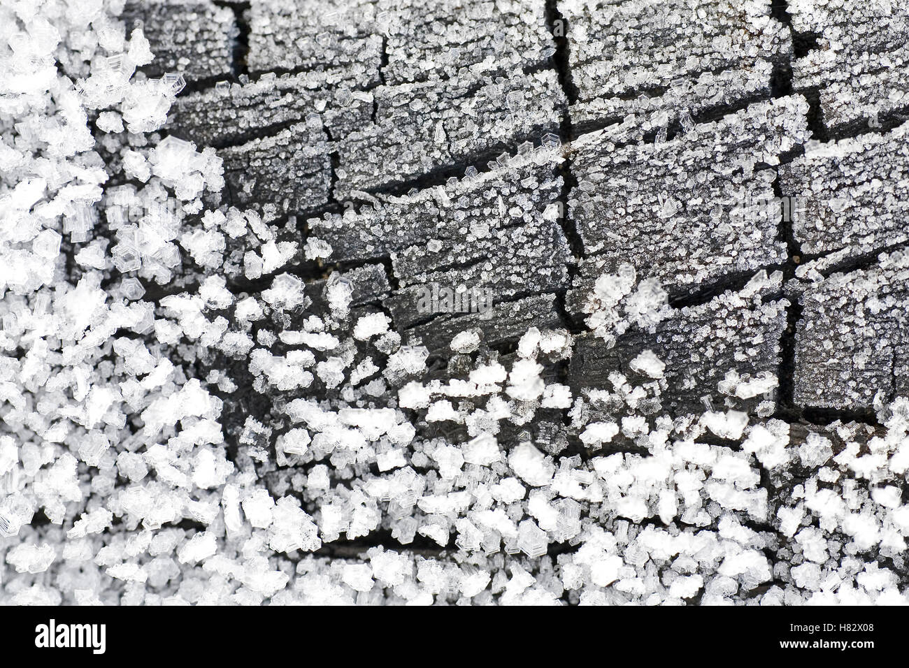 Frost on tree bark, Europe Stock Photo - Alamy
