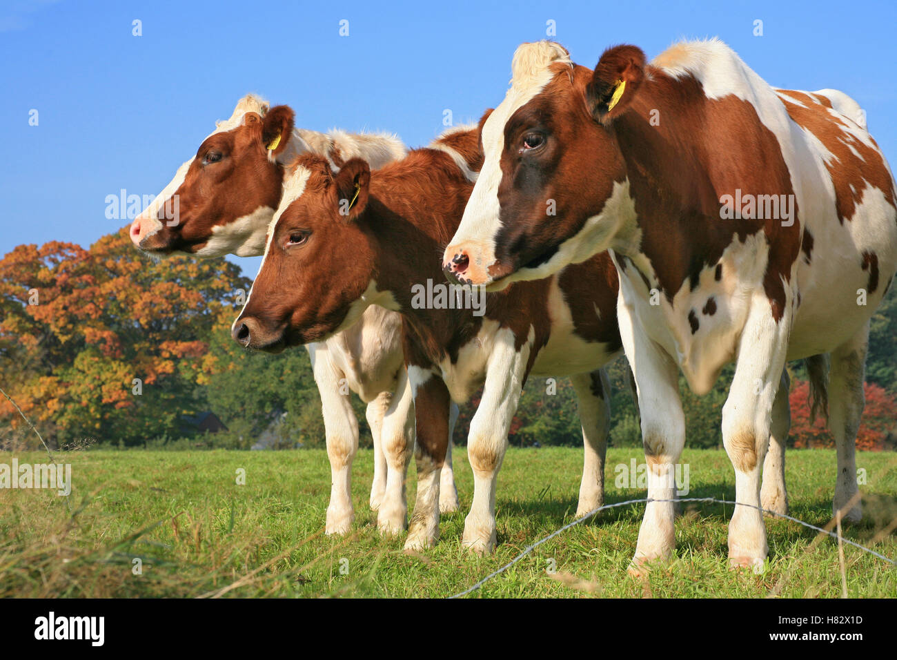 Domestic Cattle (Bos taurus) trio in pasture, Hengforden, Netherlands ...