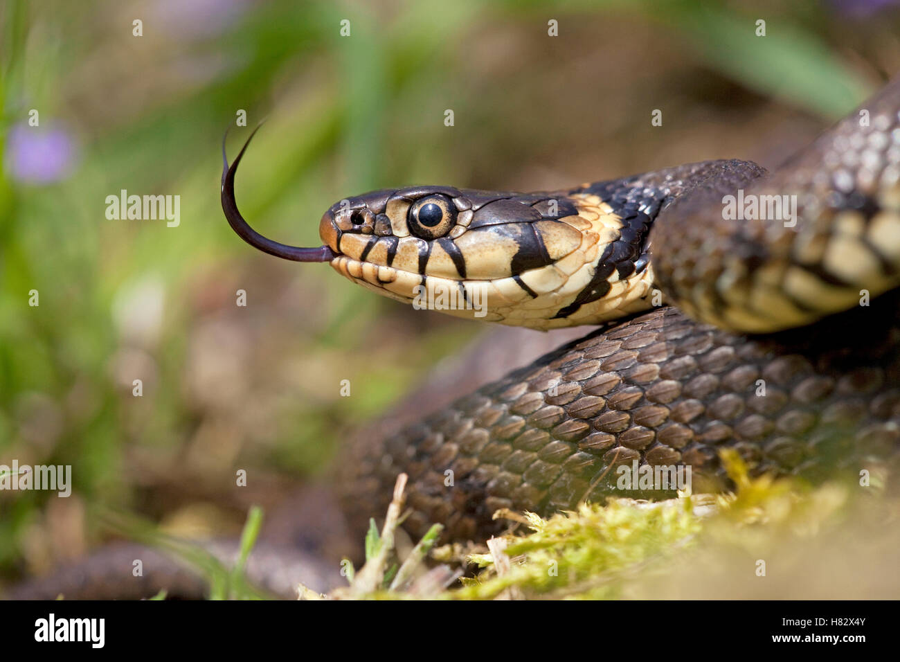 Grass Snake (Natrix natrix) with tongue extended, Ijsselmeer ...