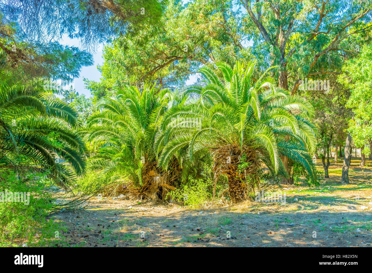 The scenic green park with beautiful lush palms in Carthage, Tunisia ...