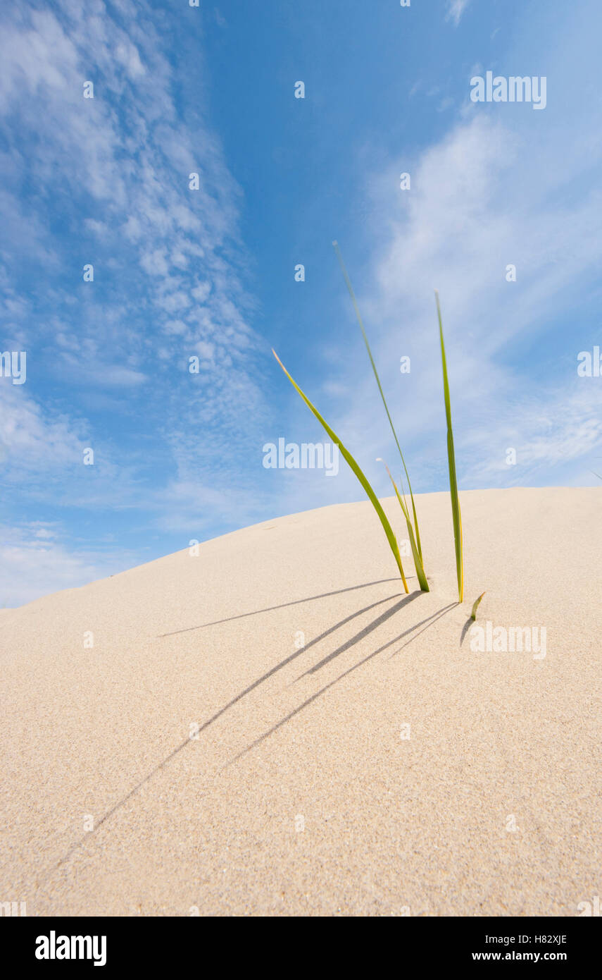 European Beachgrass (Ammophila arenaria), Kwade Hoek, Netherlands Stock ...