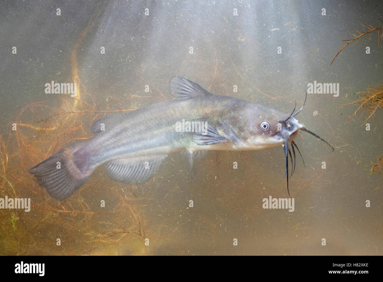 Common Bullhead (Ameiurus nebulosus) swimming, Netherlands Stock Photo ...