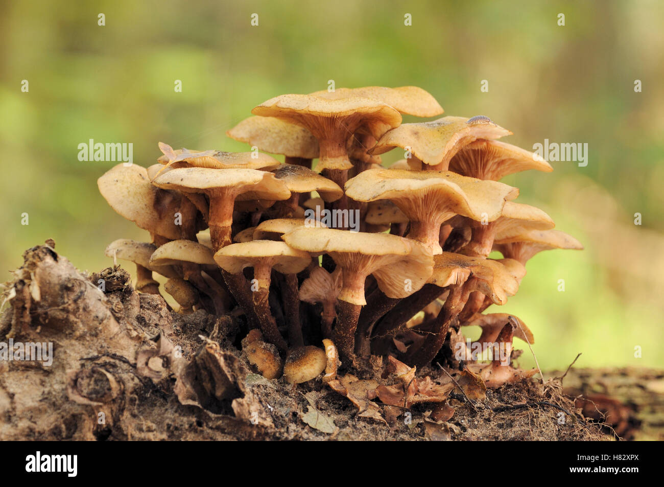 Honey Fungus (Armillaria sp), Heemskerk, Netherlands Stock Photo - Alamy