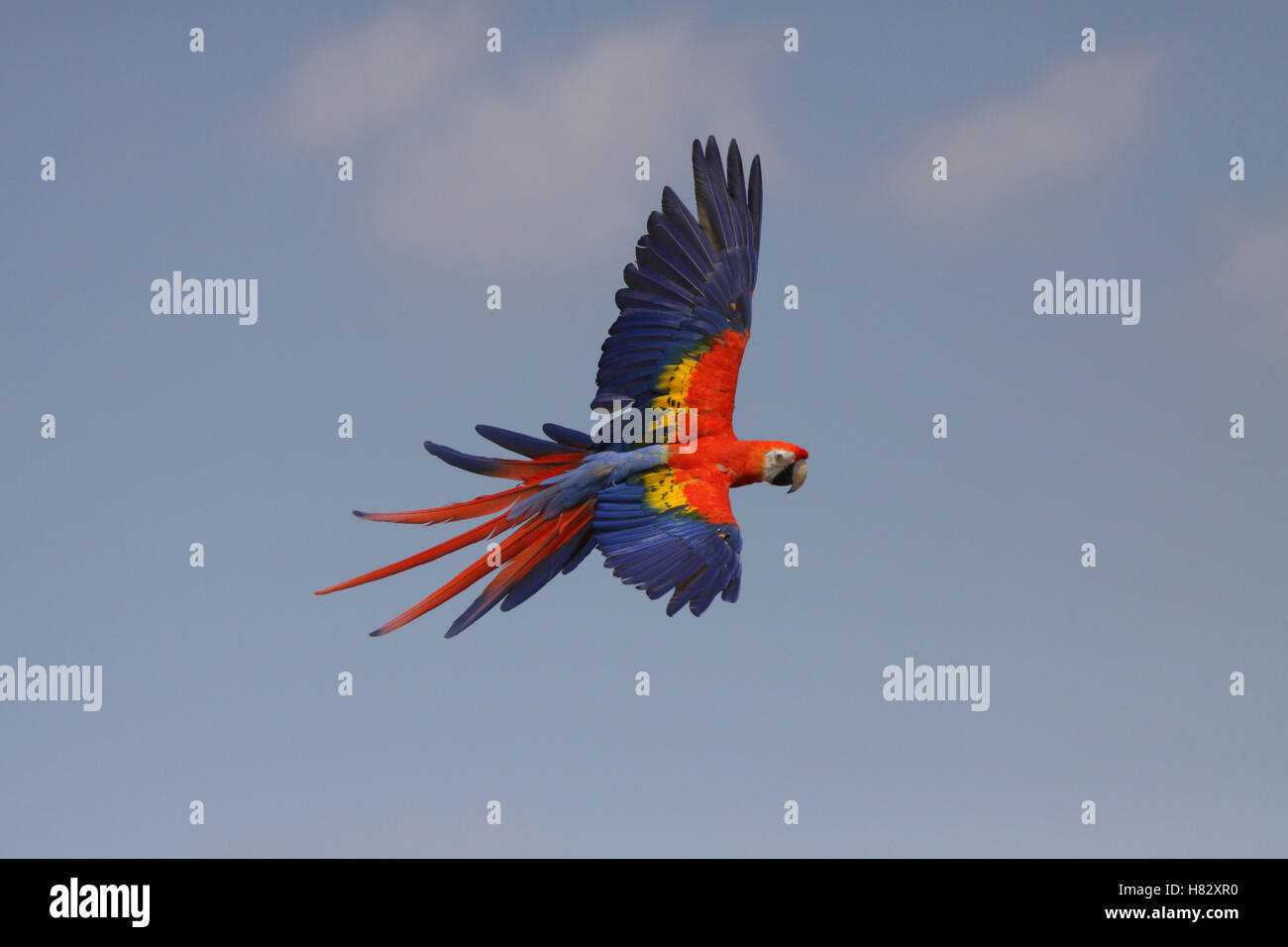 Scarlet Macaw (Ara macao) flying Stock Photo - Alamy