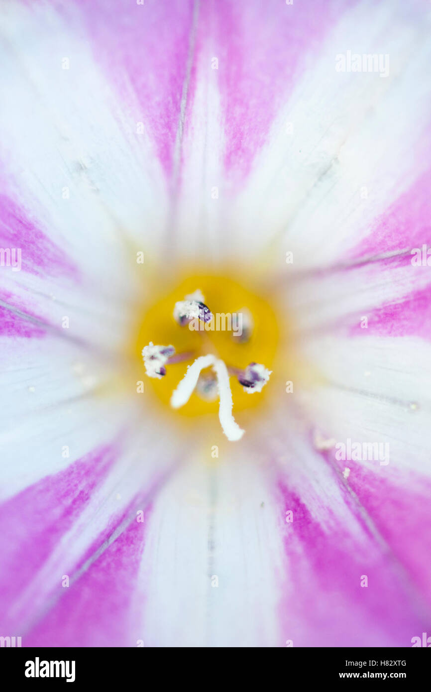 Field Bindweed (Convolvulus arvensis) flower, Brummen, Netherlands ...