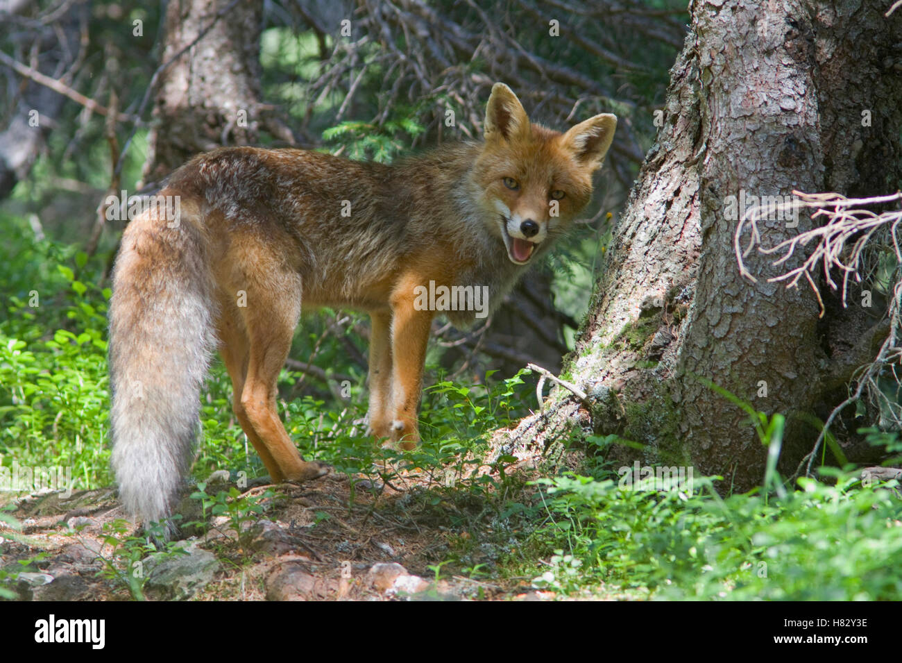 Red Fox (Vulpes vulpes), Alps, Switzerland Stock Photo - Alamy