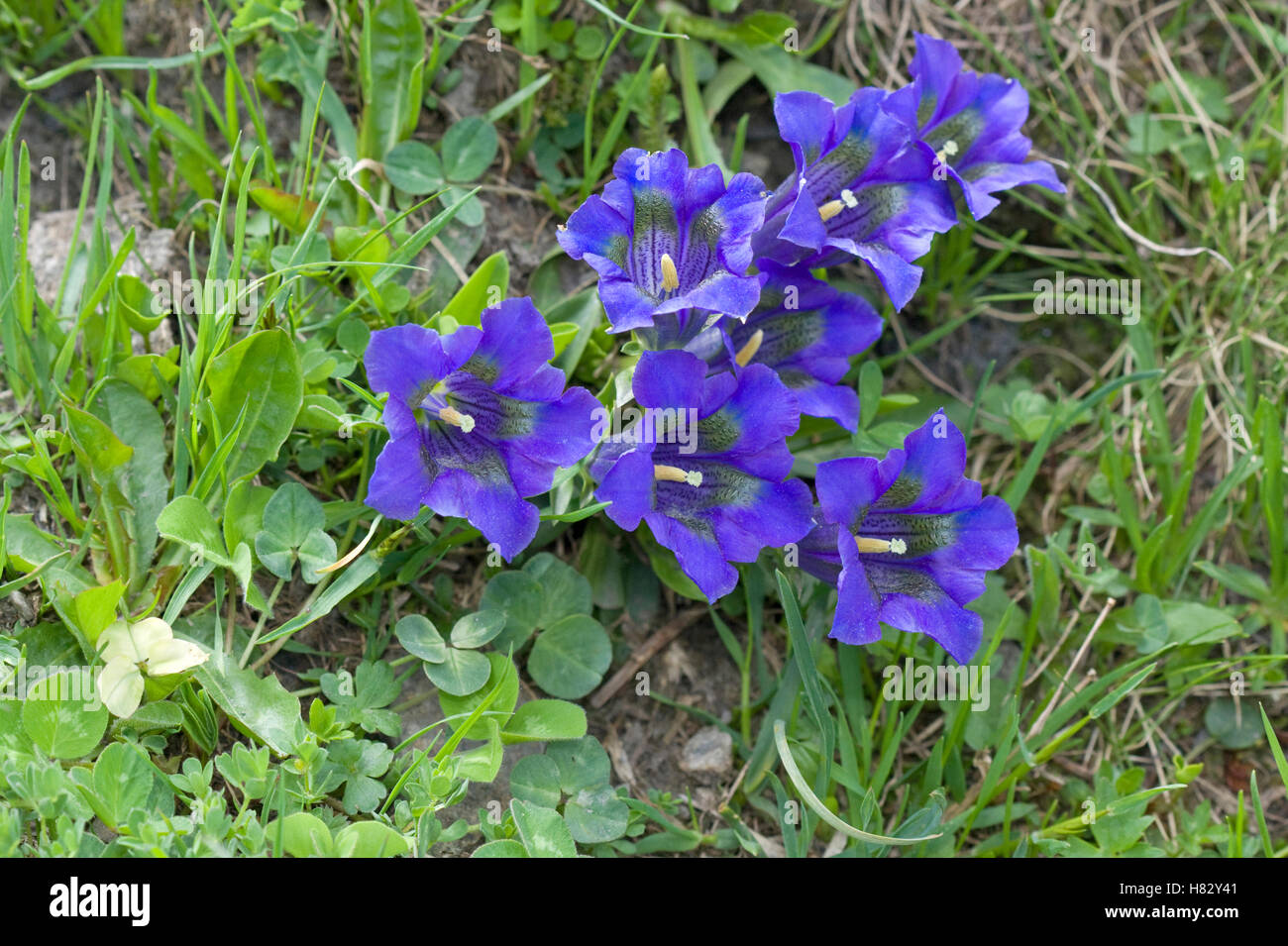 Trumpet Gentian (Gentiana acaulis) flowers, Alps, Switzerland Stock ...