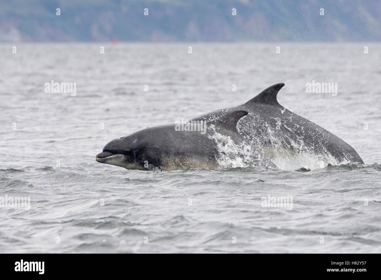 Bottlenose Dolphin (Tursiops truncatus) pair leaping, Inverness ...