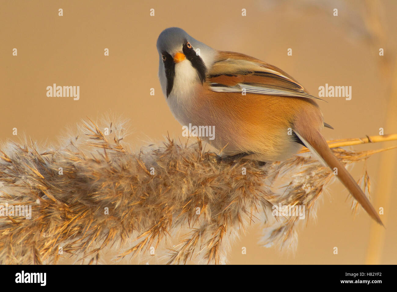Bearded Tit (Panurus biarmicus) in reed seed head, Lelystad ...