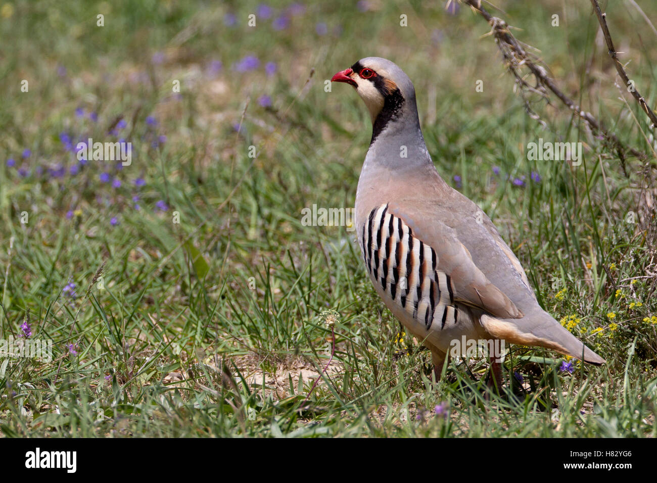 Chukar (Alectoris chukar) in breeding plumage, Pinarbasi, Turkey Stock ...