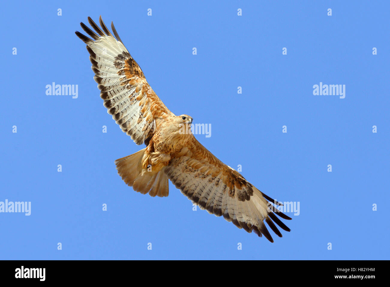 Long-legged Buzzard (Buteo rufinus) flying, Kulu, Turkey Stock Photo ...