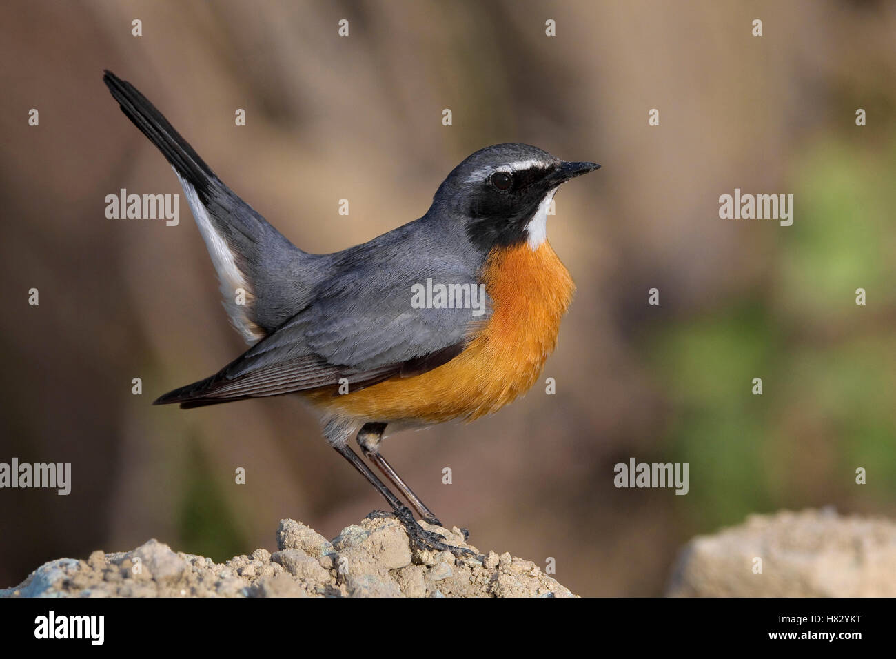 White-throated Robin (Irania gutturalis) male, Gaziantep, Turkey Stock ...