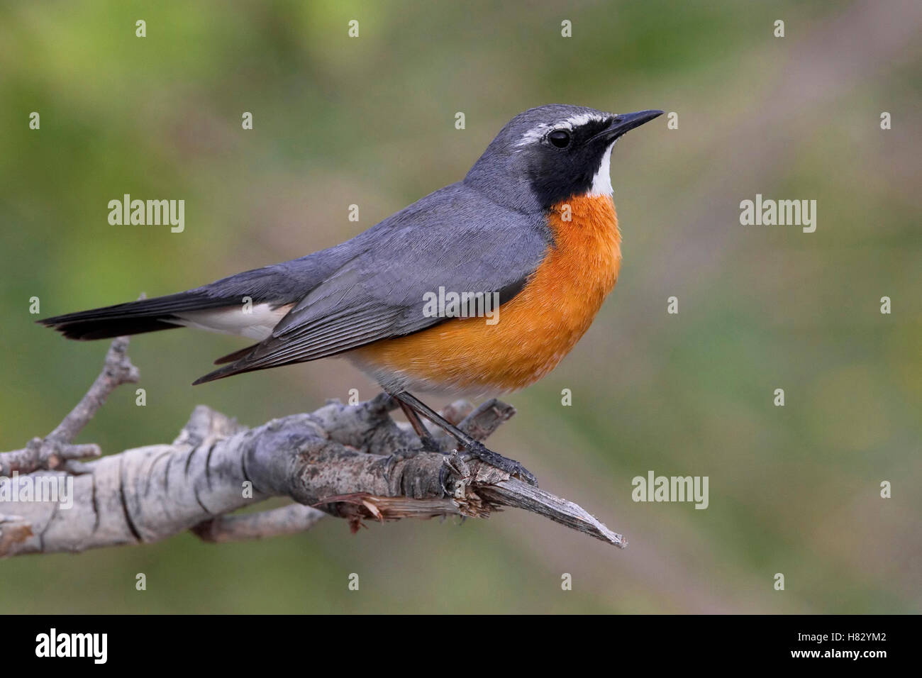 White-throated Robin (Irania gutturalis) male, Gaziantep, Turkey Stock ...