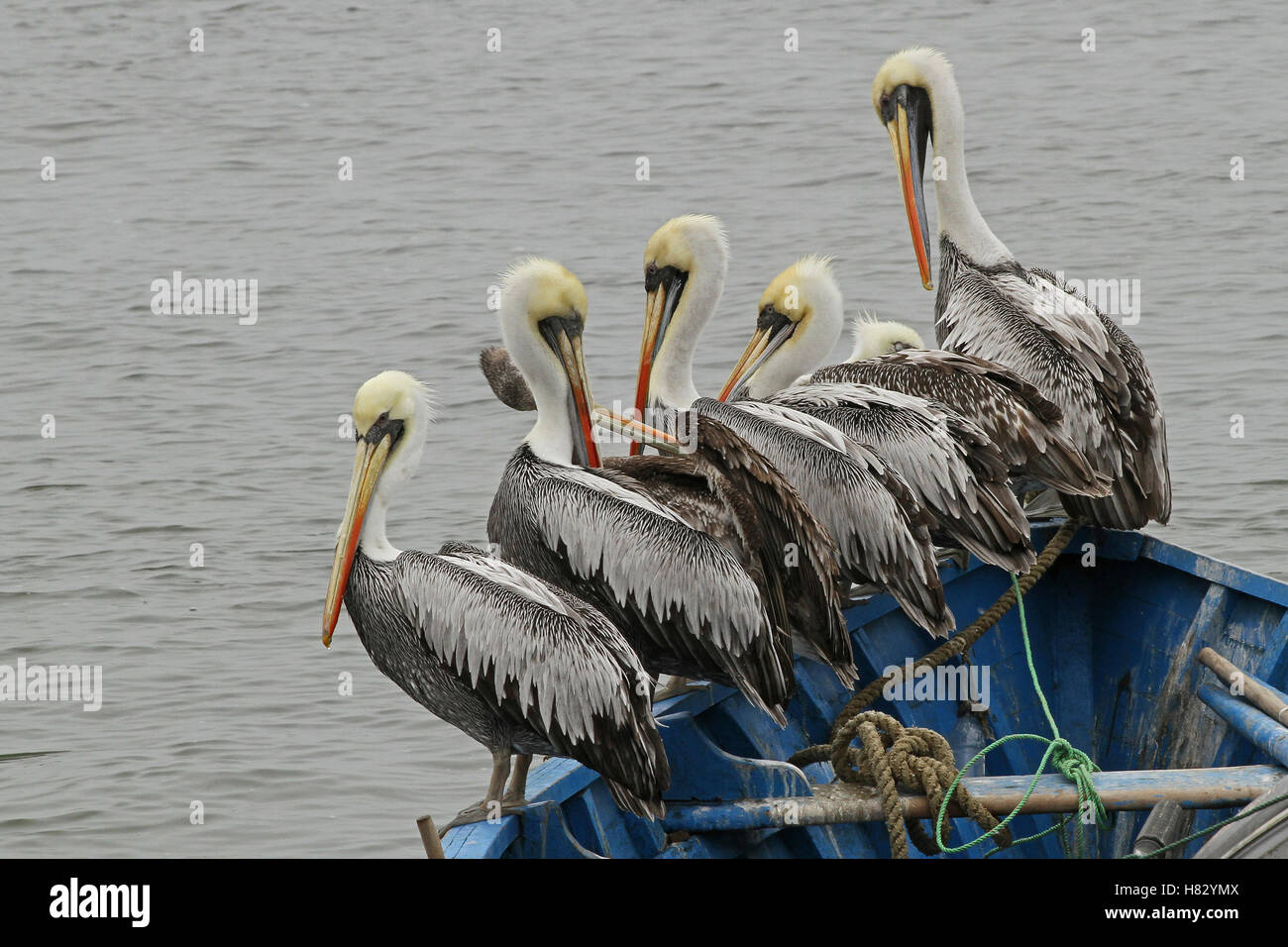 Peruvian Pelican (Pelecanus thagus) group of seven birds on small ...