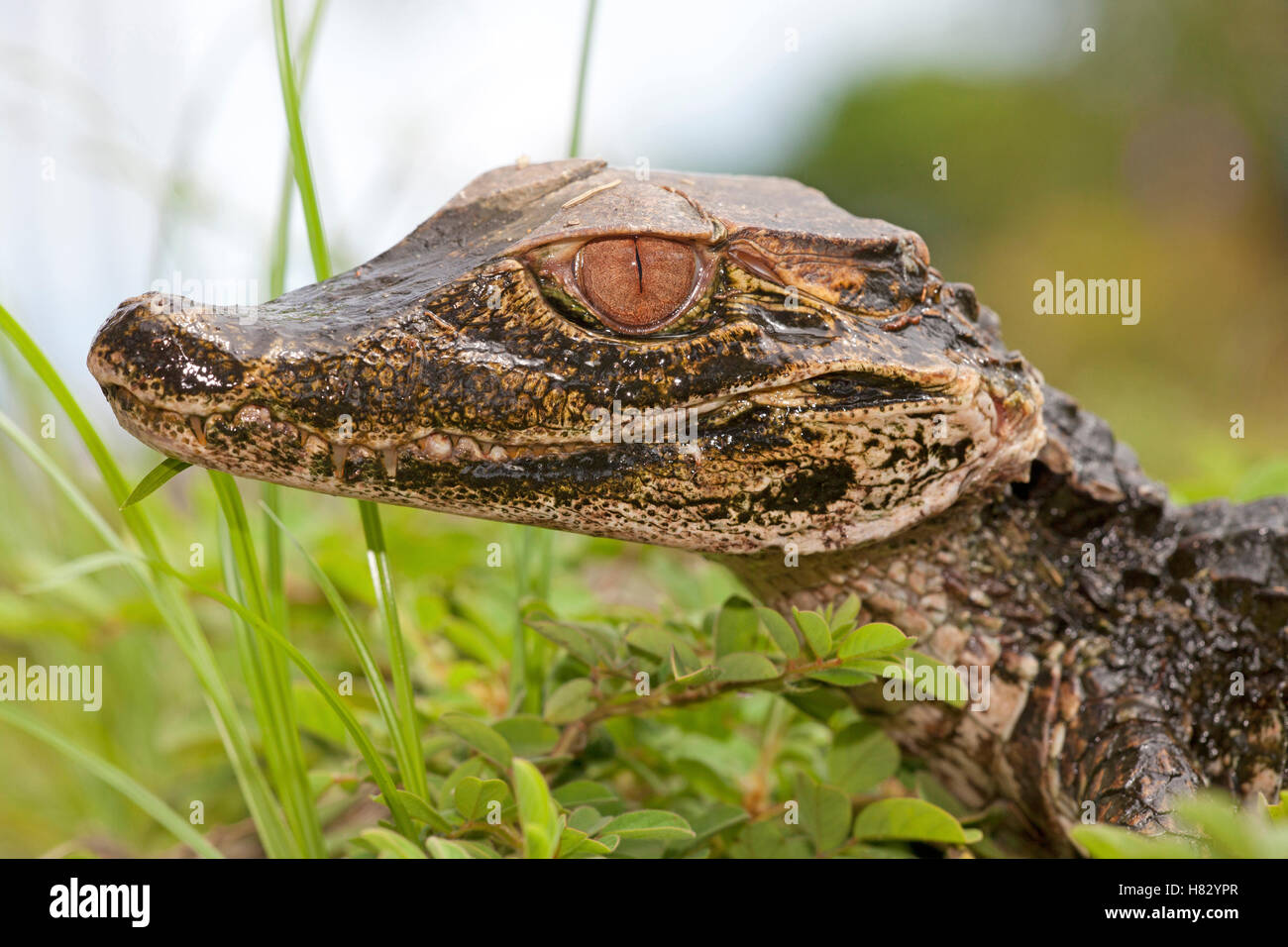 Cuvier's Dwarf Caiman (Paleosuchus palpebrosus), Surinam Stock Photo ...