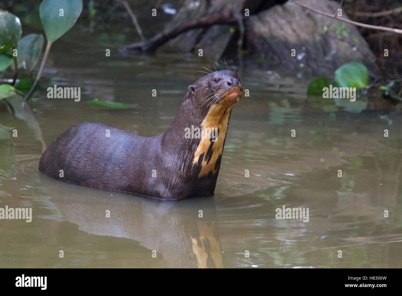 Giant River Otter (Pteronura brasiliensis), Brazil Stock Photo - Alamy