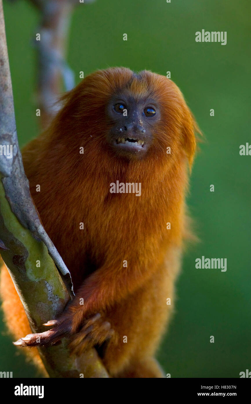 Golden Lion Tamarin (Leontopithecus rosalia), Brazil Stock Photo - Alamy
