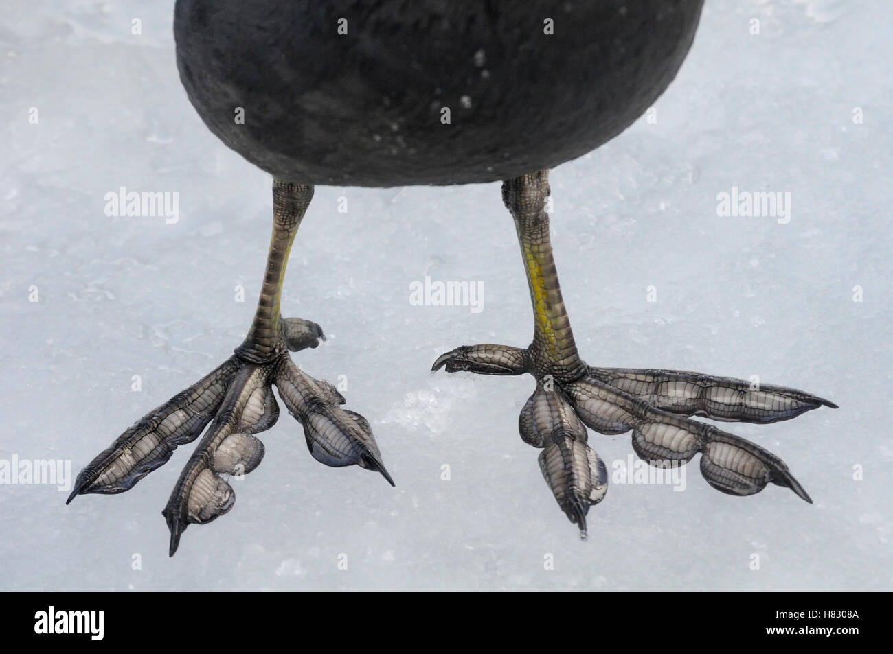 Coot (Fulica atra) legs showing lobed feet, Enkhuizen, Netherlands ...