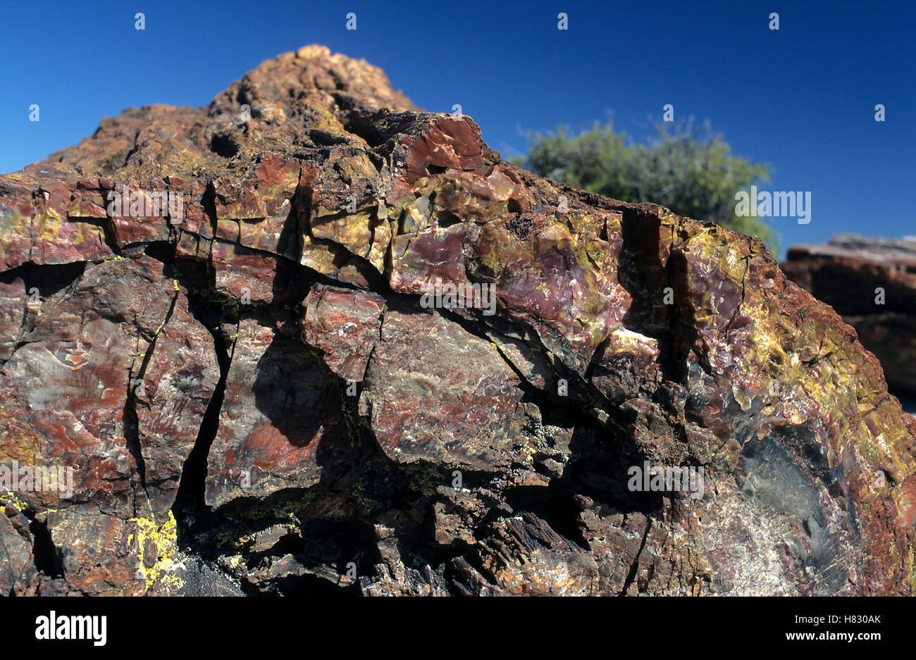 Petrified wood in landscape, Petrified Forest National Park, Arizona ...