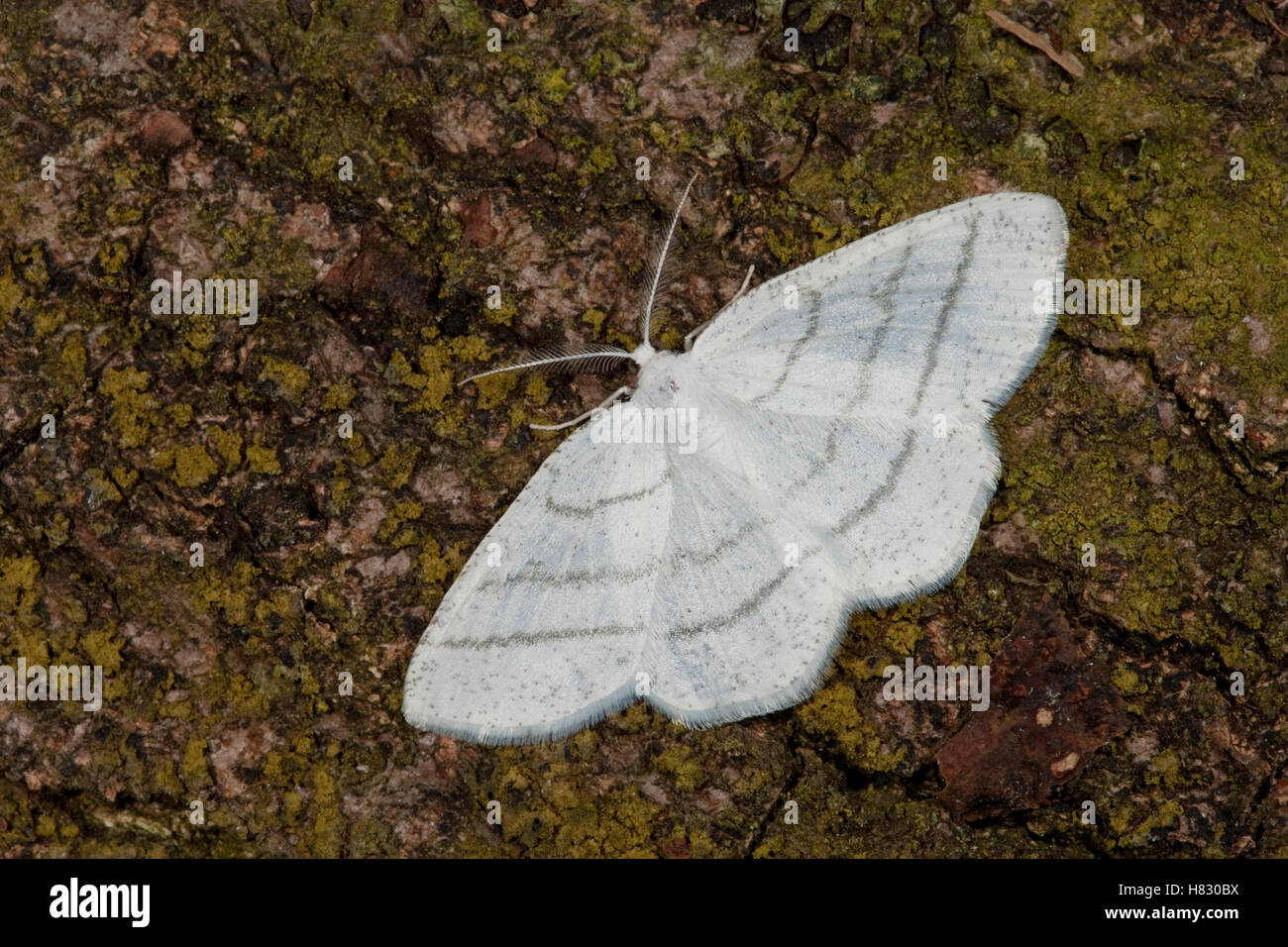 Common White Wave (Cabera pusaria) moth, Vierhouten, Netherlands Stock ...