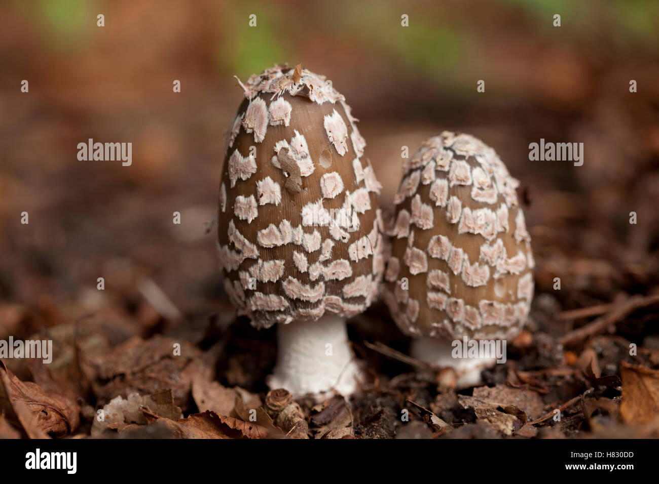 Magpie Inkcap (Coprinus picaceus) mushroom pair, Denmark Stock Photo ...