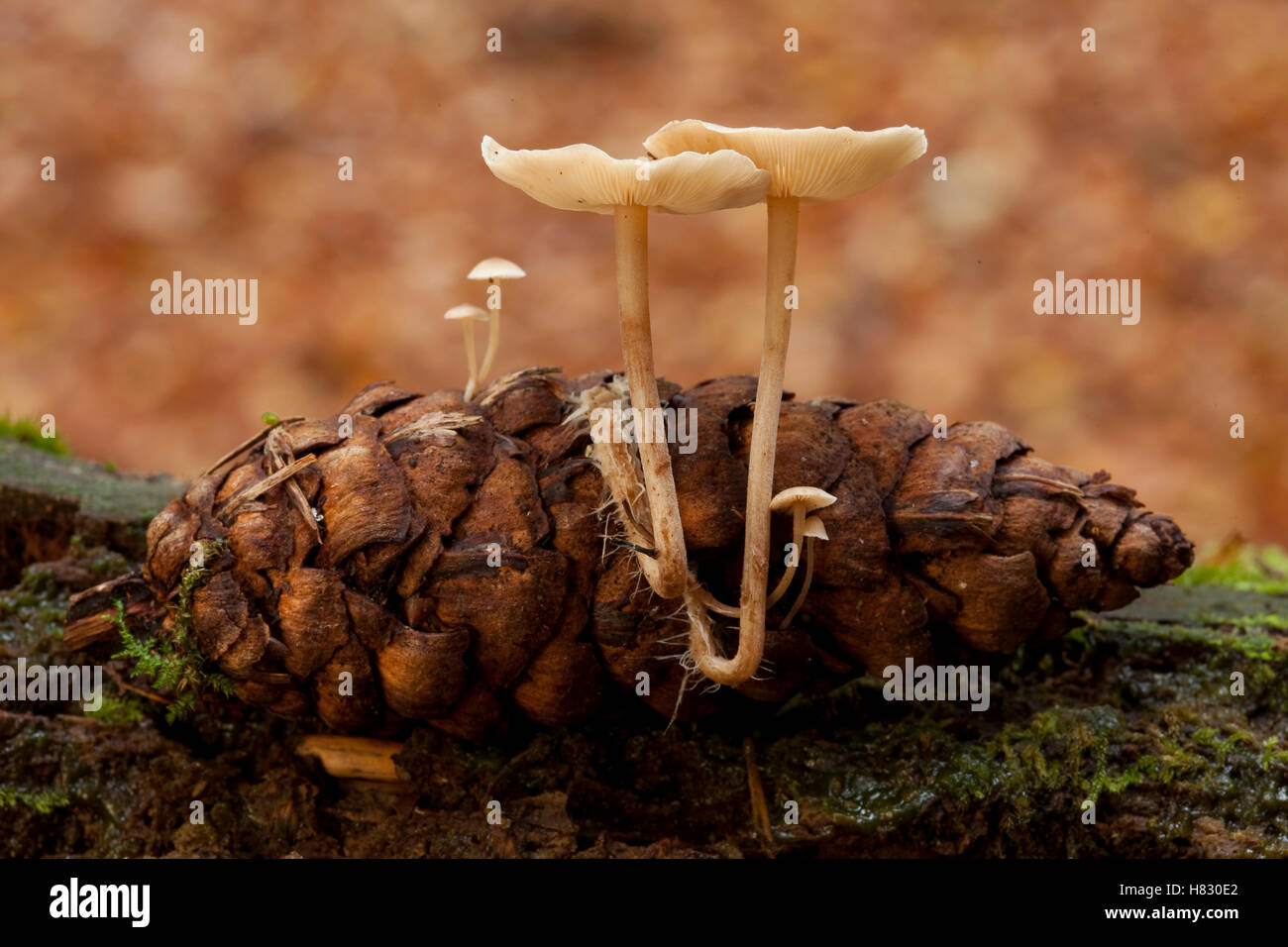 Douglas-fir Mushroom (Baeospora myosura) growing out of pine cone ...