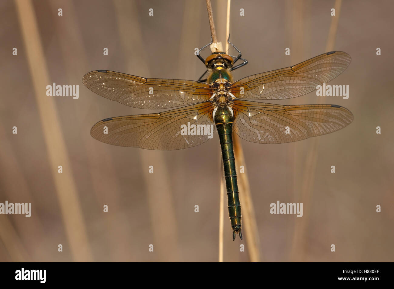 Downy Emerald (Cordulia aenea) dragonfly, Campine, Netherlands Stock ...