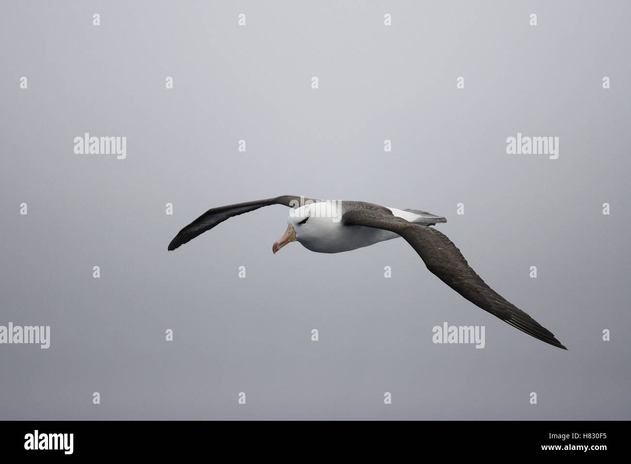 Black-browed Albatross (Thalassarche melanophrys) flying, Drake Passage ...