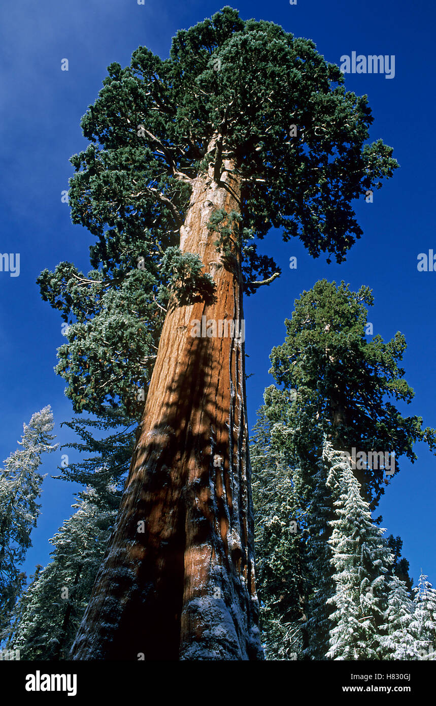 Giant Sequoia (Sequoiadendron giganteum) after first snowstorm of the season, Sequoia National ...