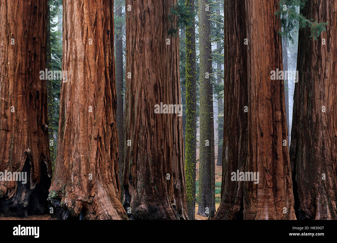 Giant Sequoia (Sequoiadendron giganteum) forest, Sequoia National Park, California Stock Photo ...
