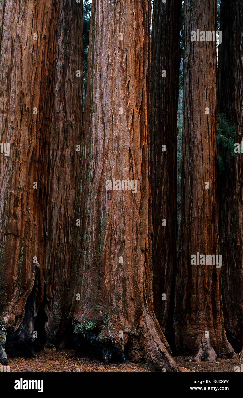 Giant Sequoia (Sequoiadendron giganteum) trunks, Sequoia National Park, California Stock Photo ...