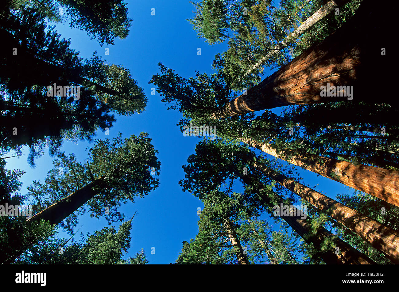 Giant Sequoia (Sequoiadendron giganteum) trunks looking into the canopy ...