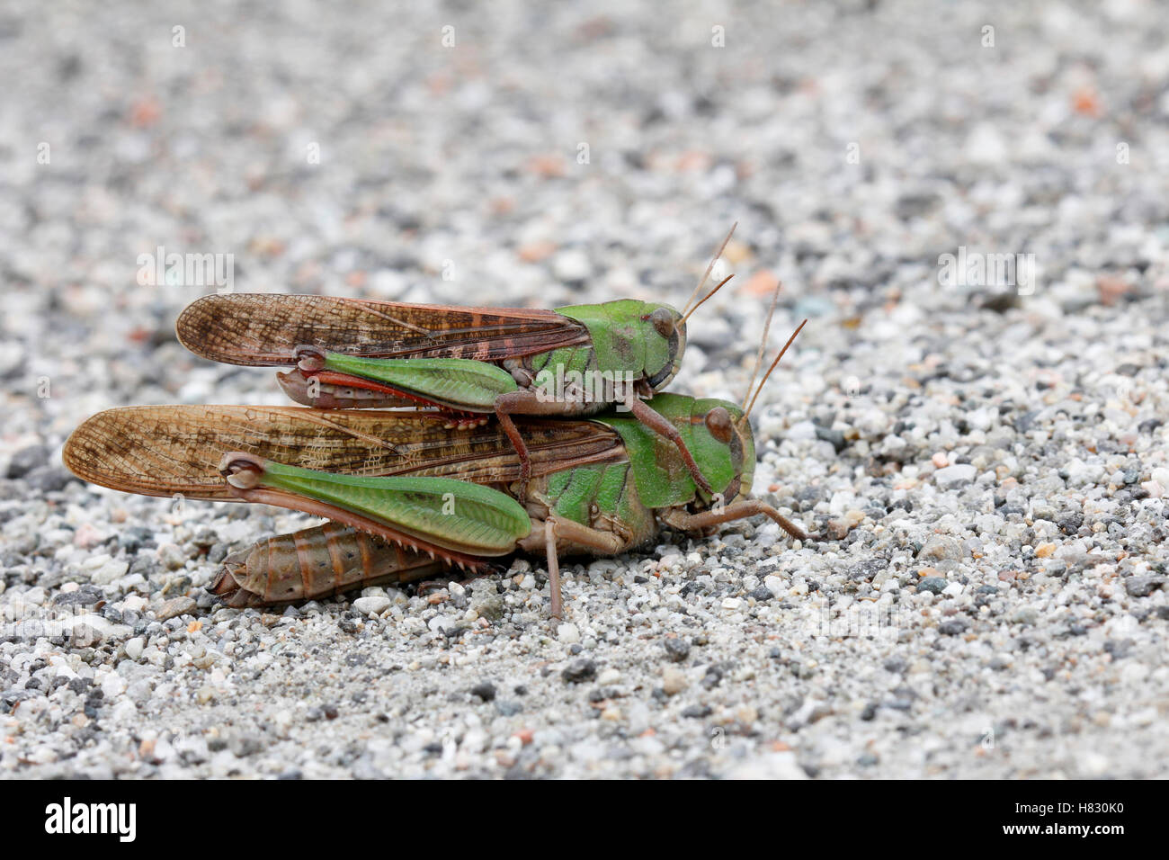 Migratory Locust (Locusta migratoria) male and female, Verbania, Italy ...